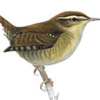 Contact – Jenny Wren