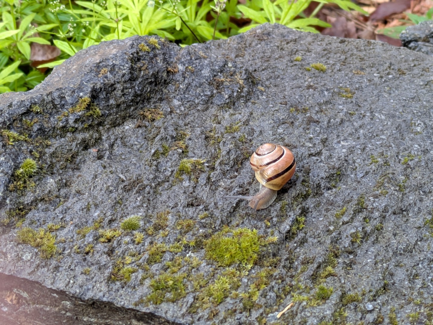 Tuesday Update — Time Off – Jenny Wren